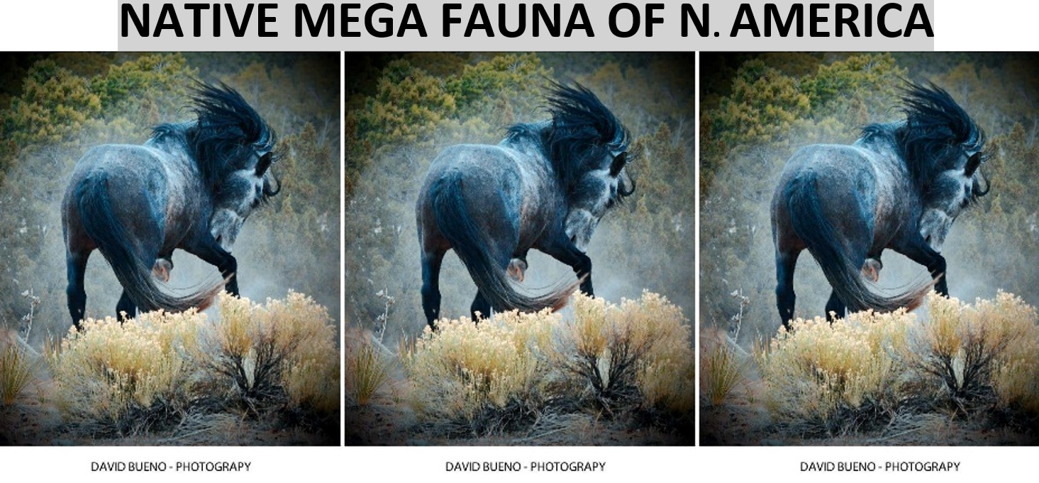 Wild Horses as Native North American Wildlife | Wild Horse Observers ...